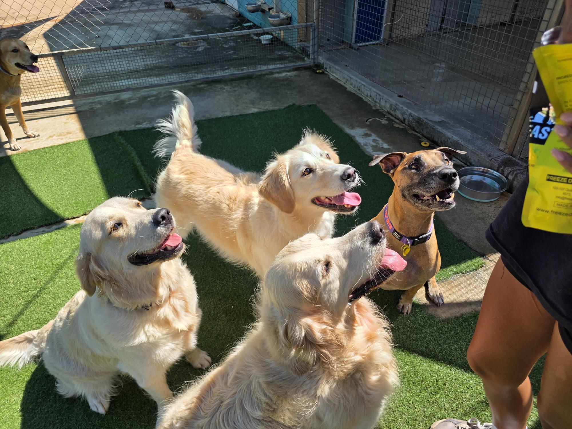 Meet the Team Behind Hanrob Pet Resort | AANT